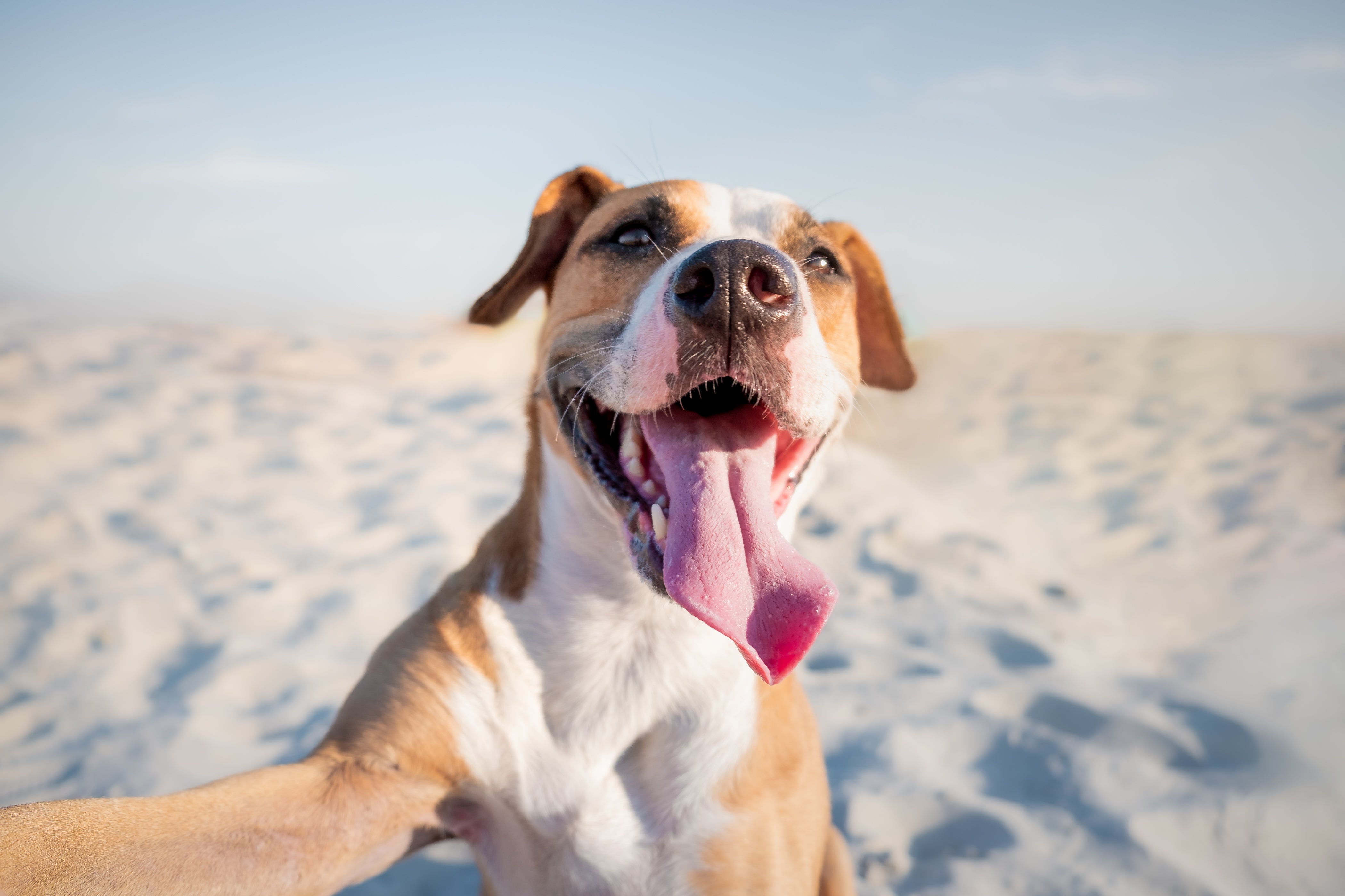 Poo Poo the Plastic – DOG SHT